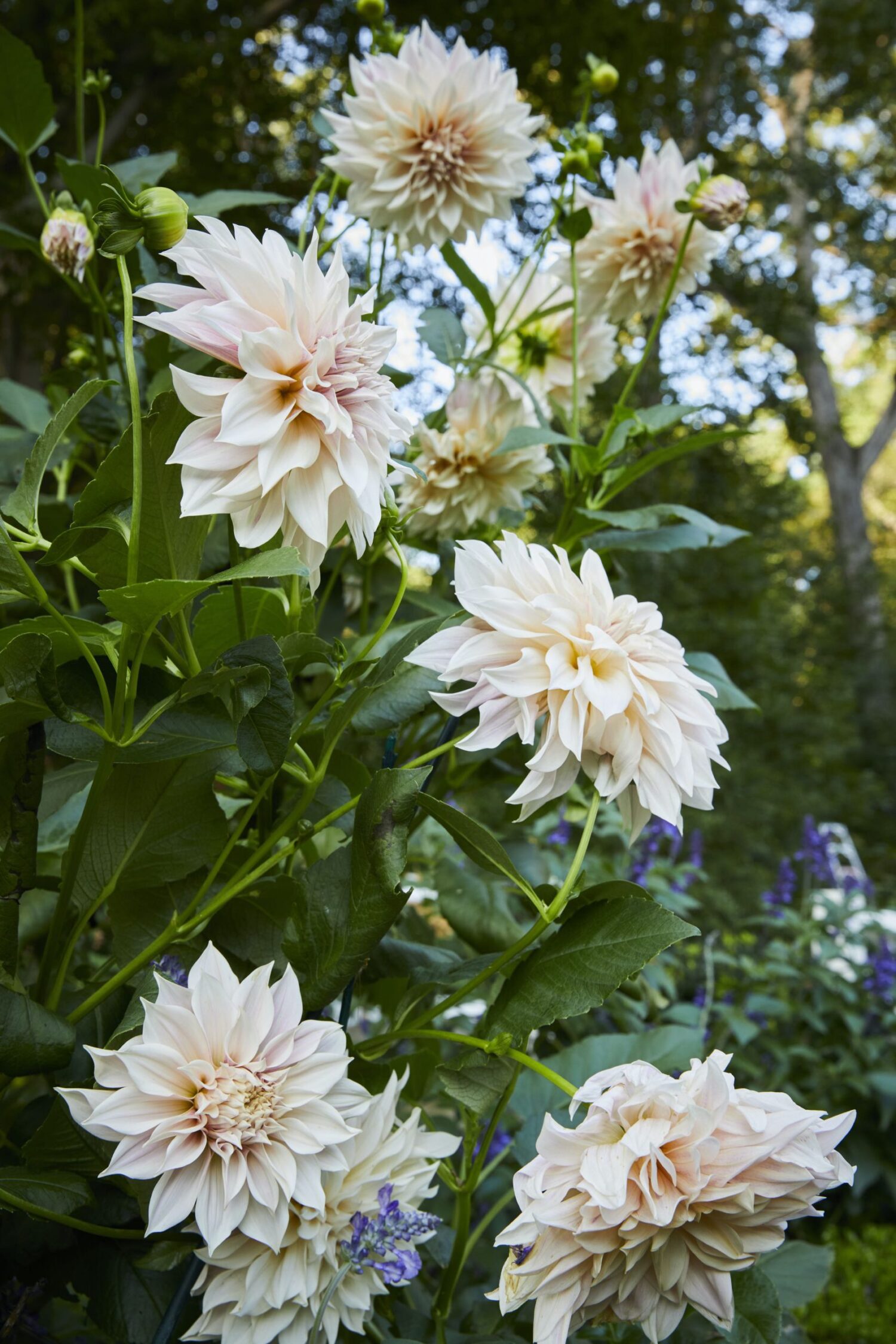 Virginia Hunt Country – Hamilton